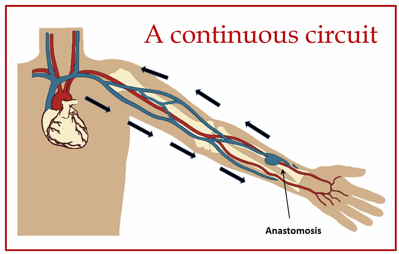 Optimizing Hemodialysis Vascular Access Planning - ASN Excellence in ...